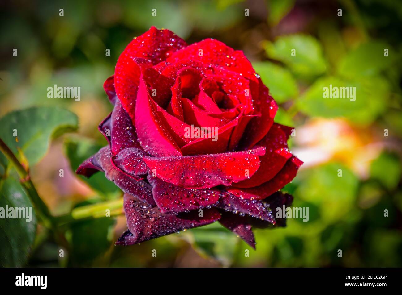 Beautiful roses with water drops Stock Photo - Alamy