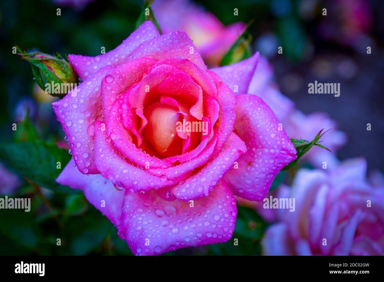 Beautiful bouquet red roses water hi-res stock photography and images ...
