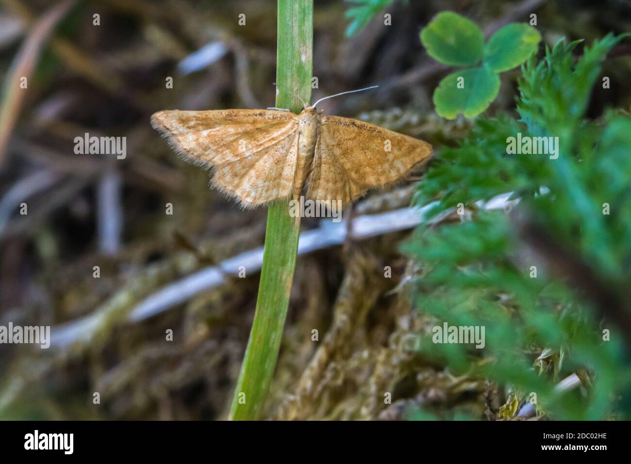 A rest harrow is sitting on a grass-stock Stock Photo - Alamy