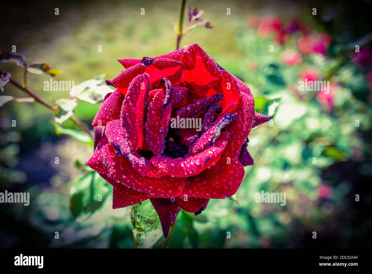 Beautiful roses with water drops Stock Photo - Alamy