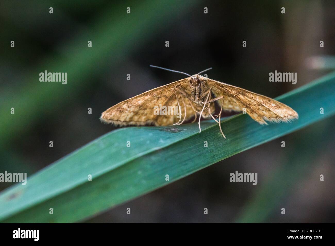A rest harrow is sitting on a grass-stock Stock Photo - Alamy