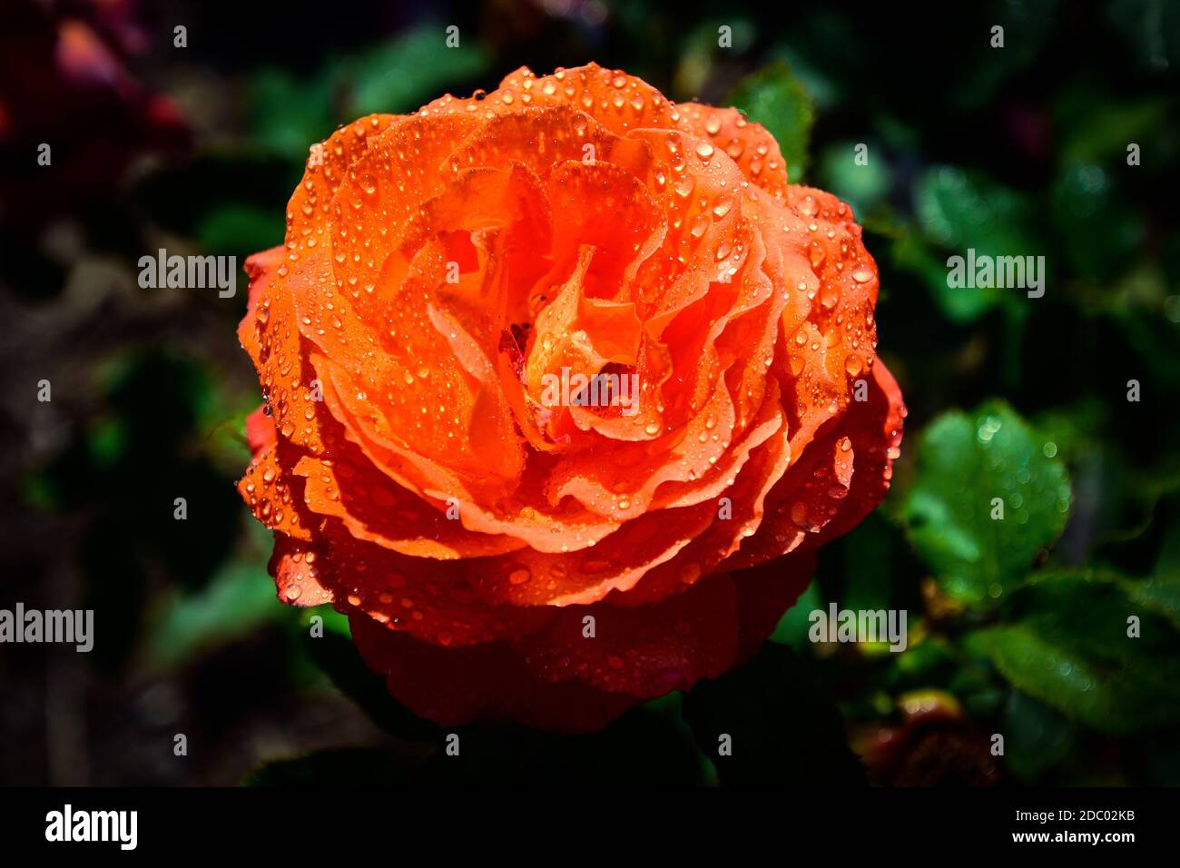 Beautiful roses with water drops Stock Photo - Alamy