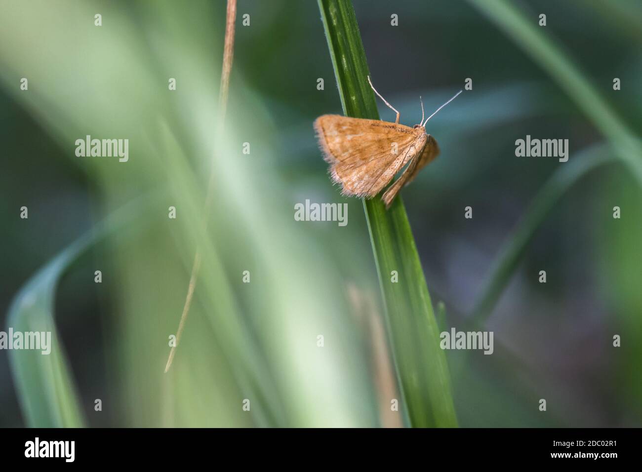 Grass emerald moth hi-res stock photography and images - Alamy