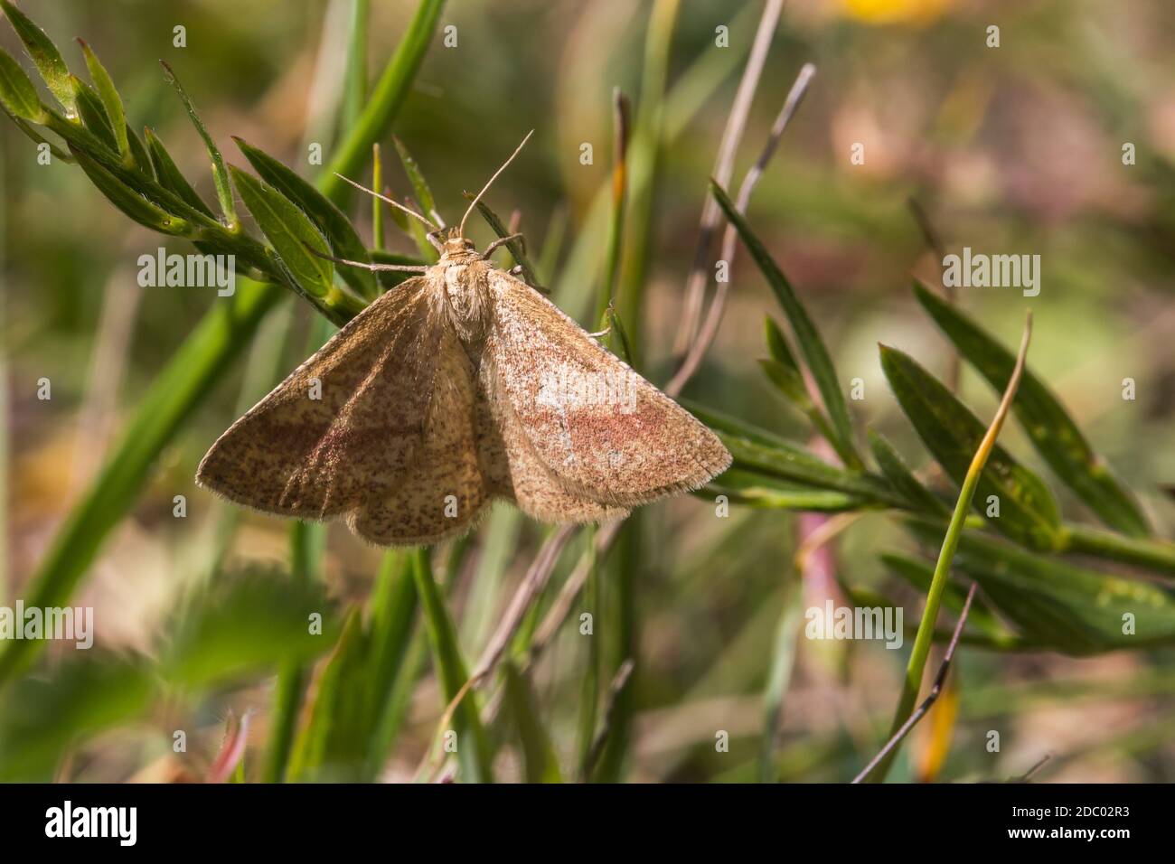 Rest harrow hi-res stock photography and images - Alamy