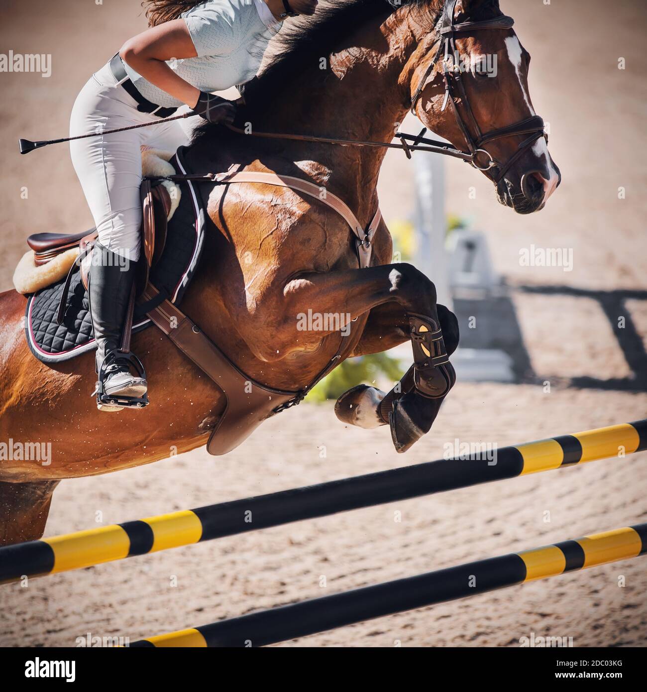 Horse Jumping High