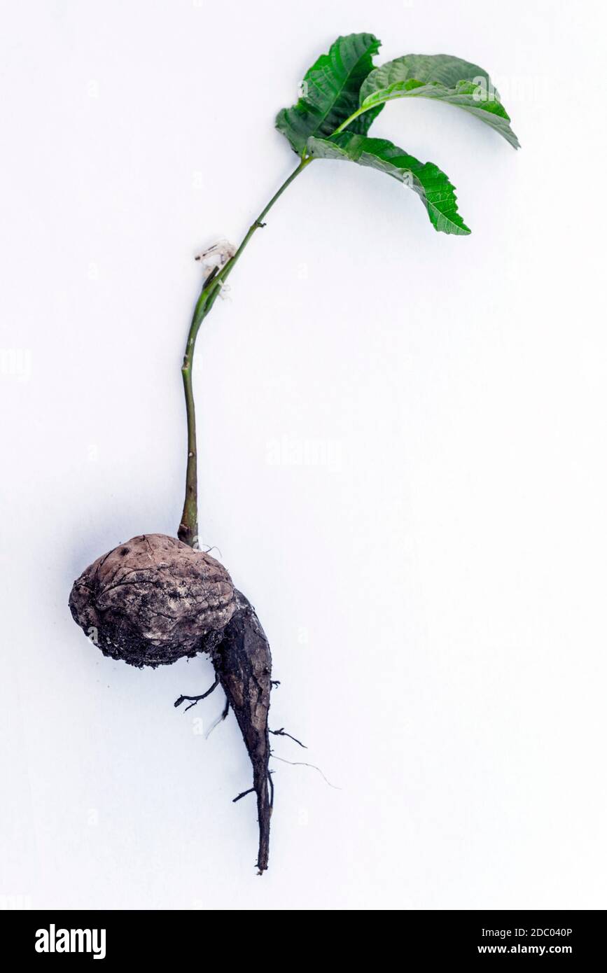 Germinating seed to sprout of nut hi-res stock photography and images ...