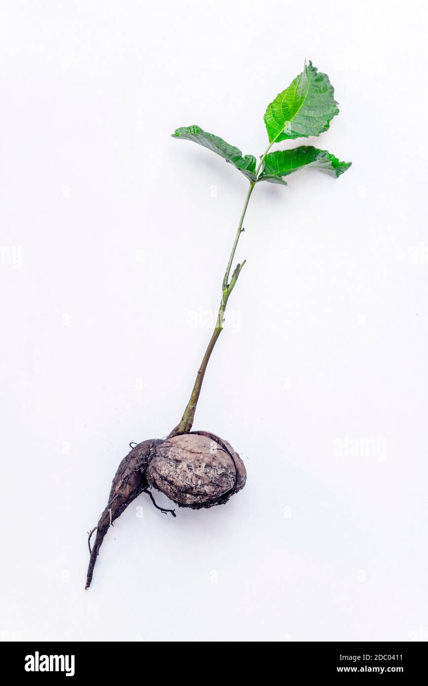 Walnut seedling hi-res stock photography and images - Alamy