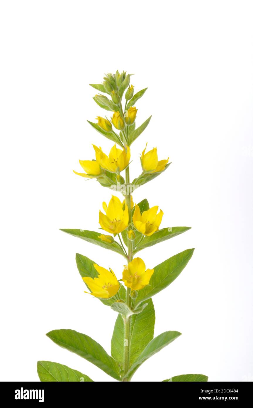 Lysimachus on a white background Stock Photo - Alamy