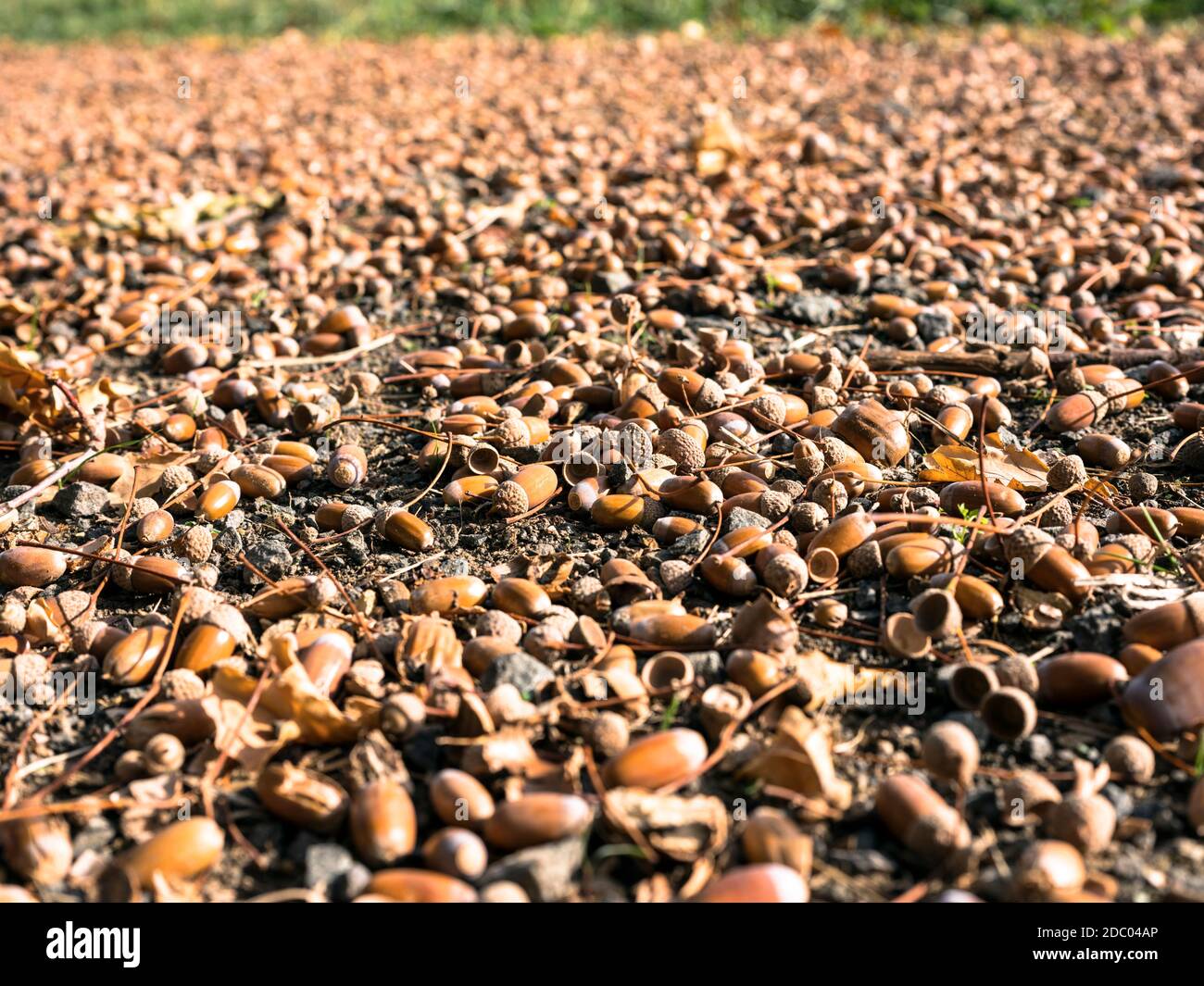 Diet acorns hi-res stock photography and images - Alamy