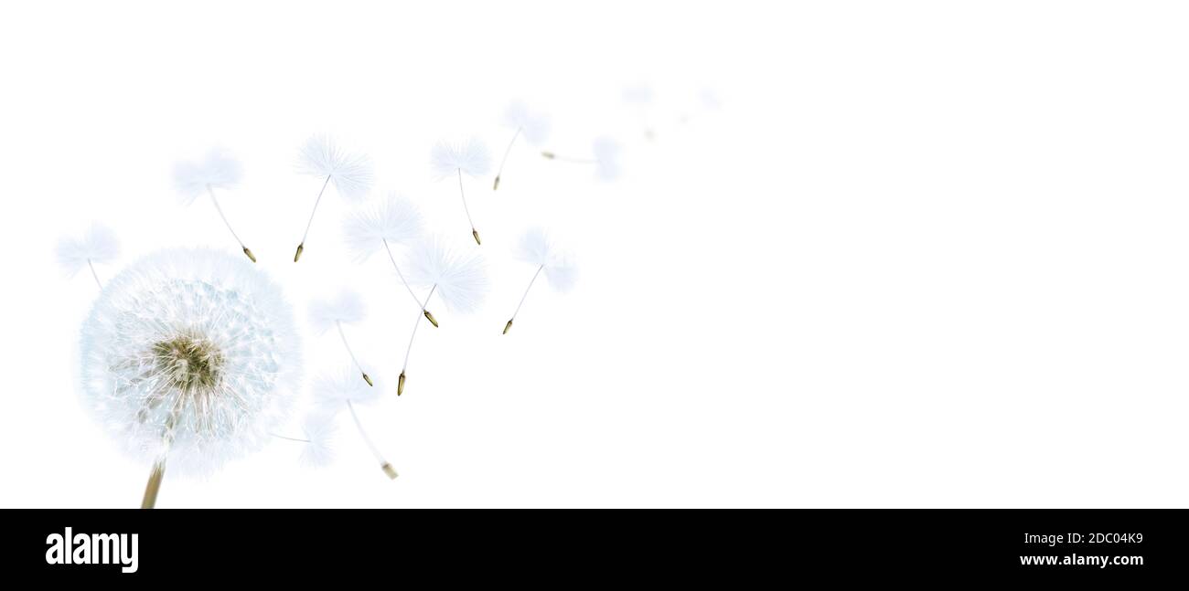 Beautiful dreamy spring with white background Stock Photo - Alamy