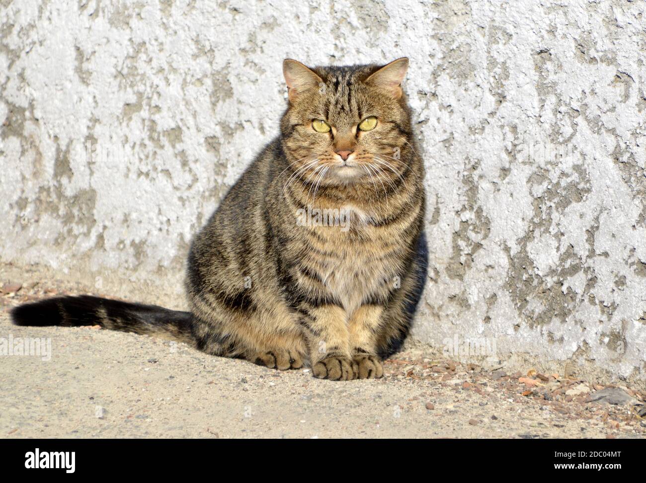 Stray tabby mongrel cat with yellow eyes, sitting and looking into the ...