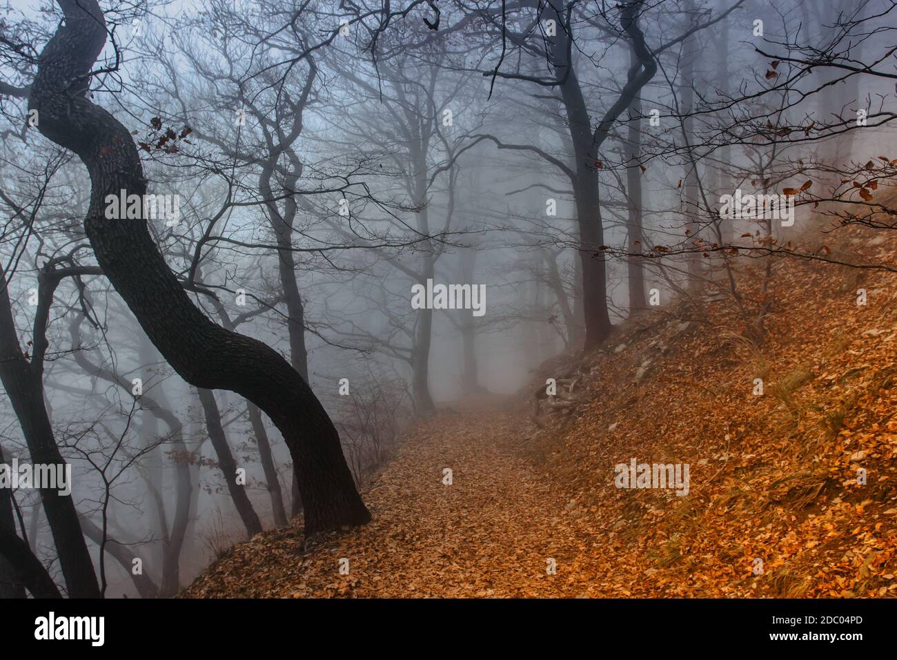 Scary Tree Silhouette High Resolution Stock Photography and Images - Alamy