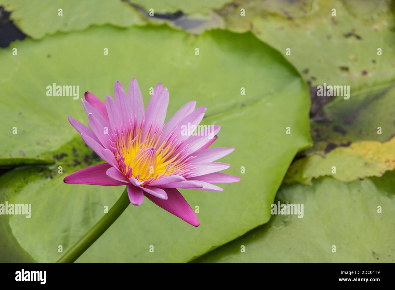 Peace lily yellow leaf hi-res stock photography and images - Alamy