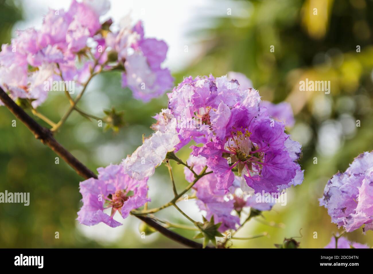Beautiful queen crape myrtle flowers in the park Stock Photo - Alamy