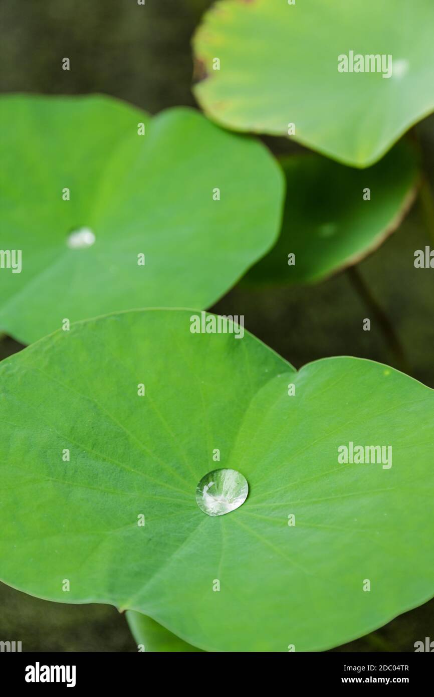 lotus leaf with water drop Stock Photo - Alamy