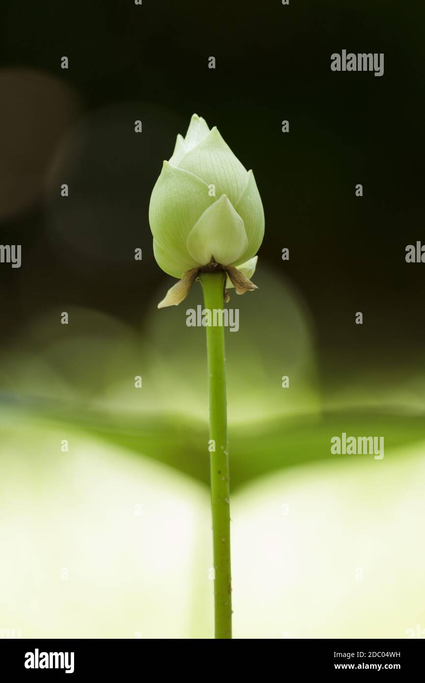 Inverted lotus flower hi-res stock photography and images - Alamy