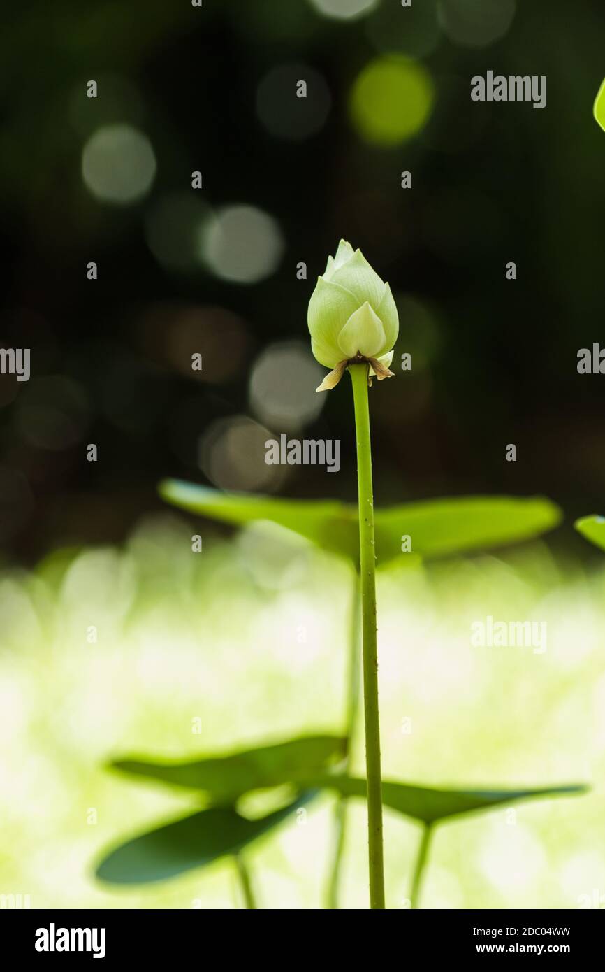 Inverted lotus flower hi-res stock photography and images - Alamy