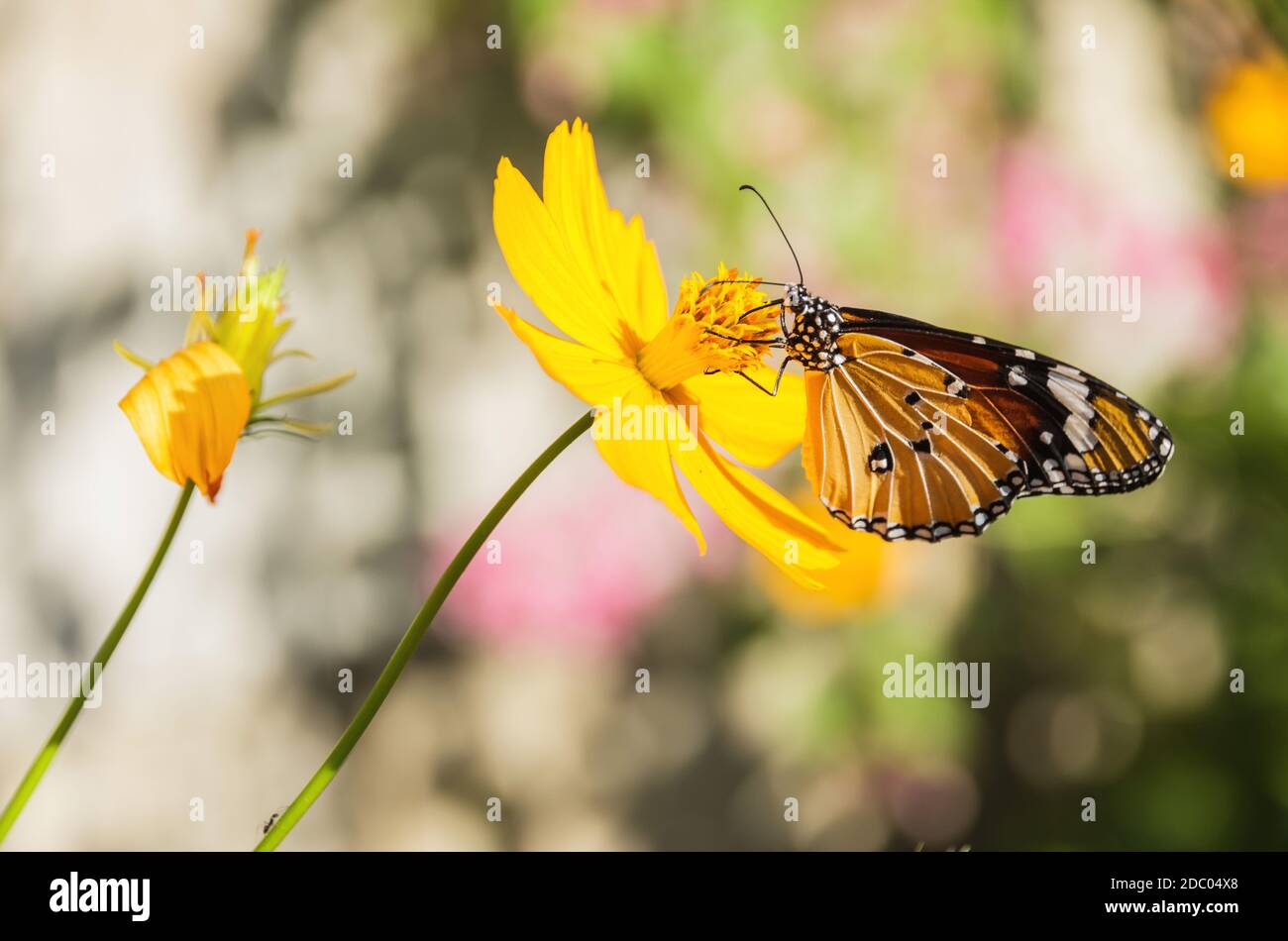 Common Tiger Butterfly (Danaus genutia) in Thailand Stock Photo - Alamy