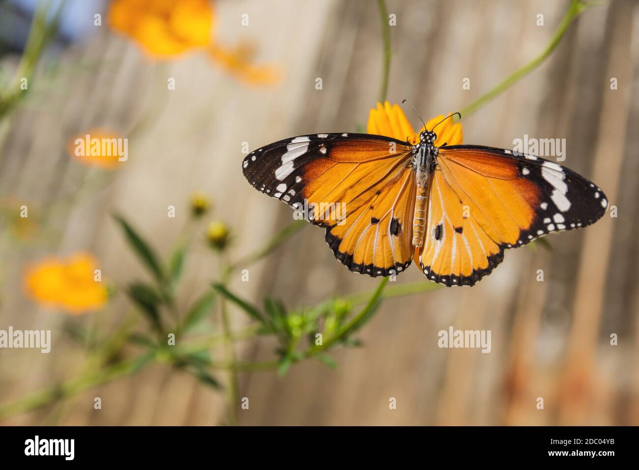 Common Tiger Butterfly (Danaus genutia) in Thailand Stock Photo - Alamy