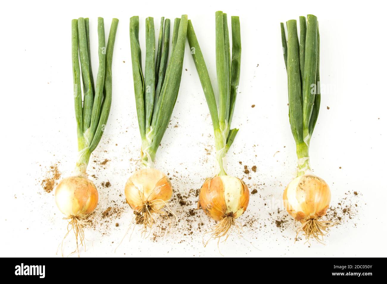 Onions top view Cut Out Stock Images & Pictures - Alamy