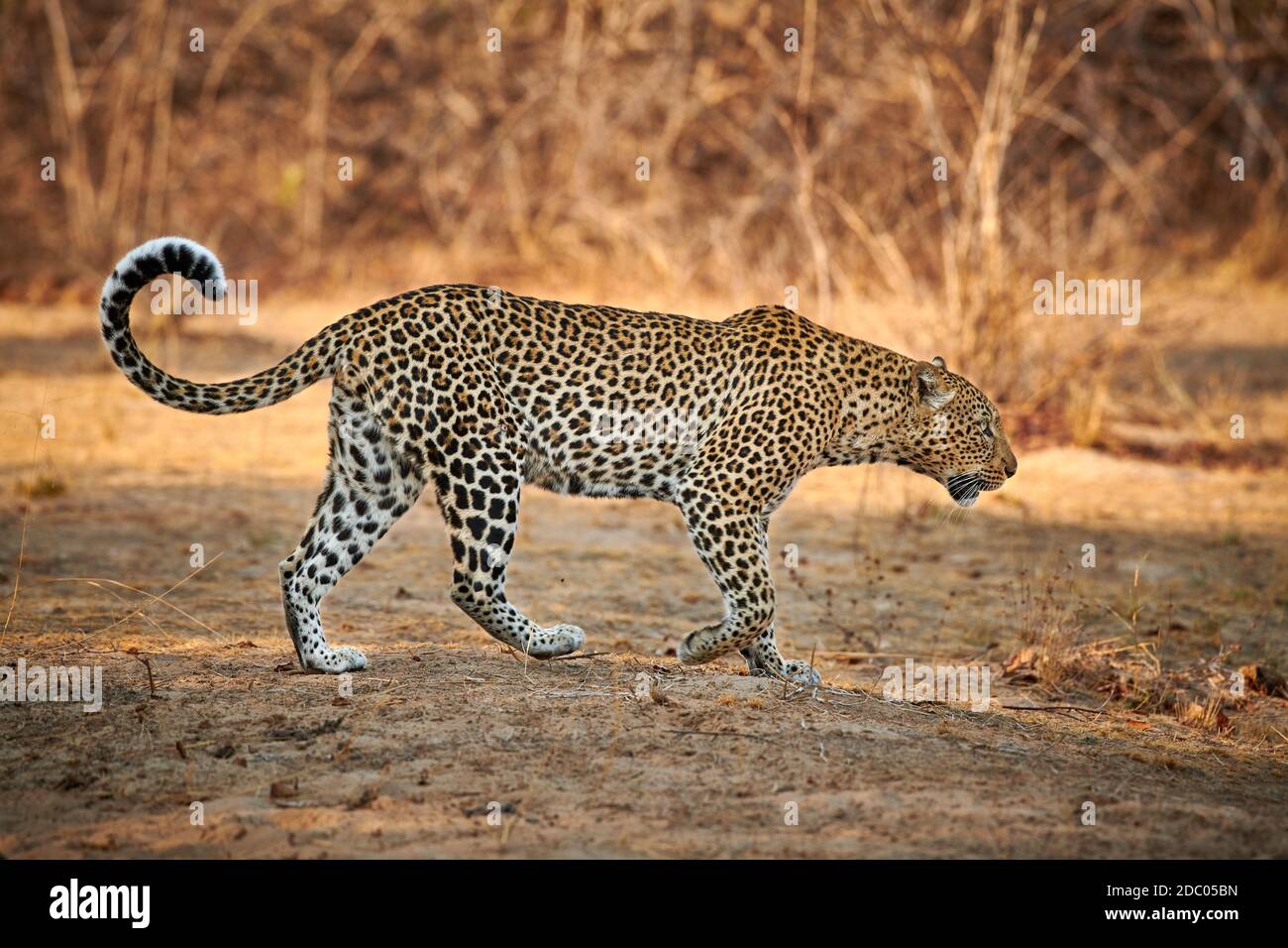 Walking leopard hi-res stock photography and images - Alamy
