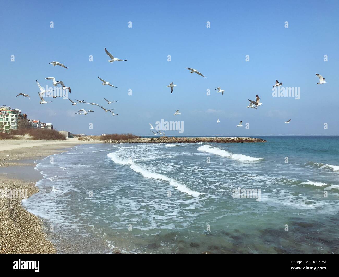 A Flock Of Seabirds Fly Over The Blue Sea Stock Photo - Alamy