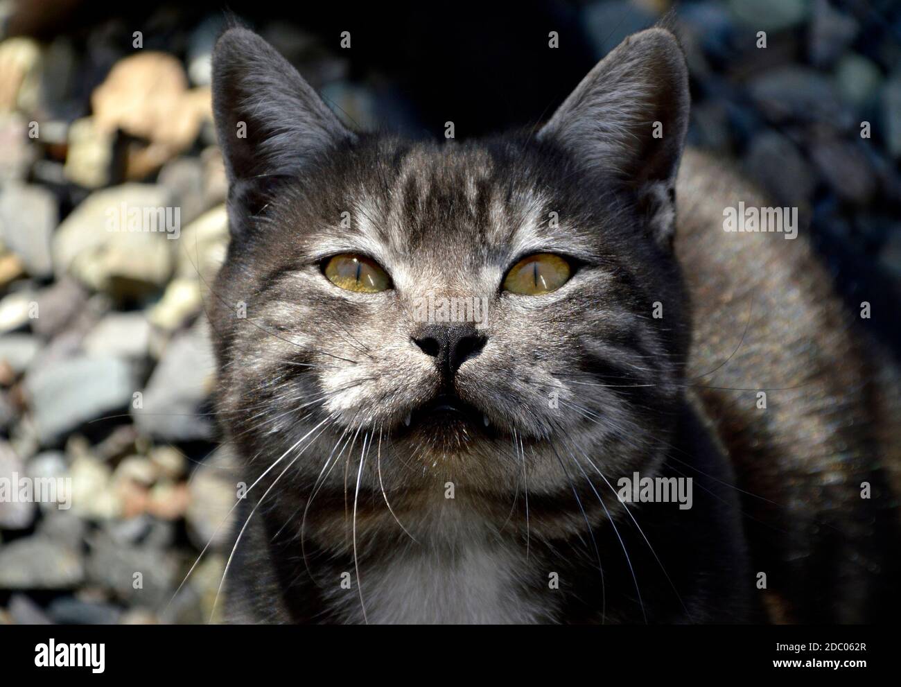 Grey short hair tabby cat hi-res stock photography and images - Alamy