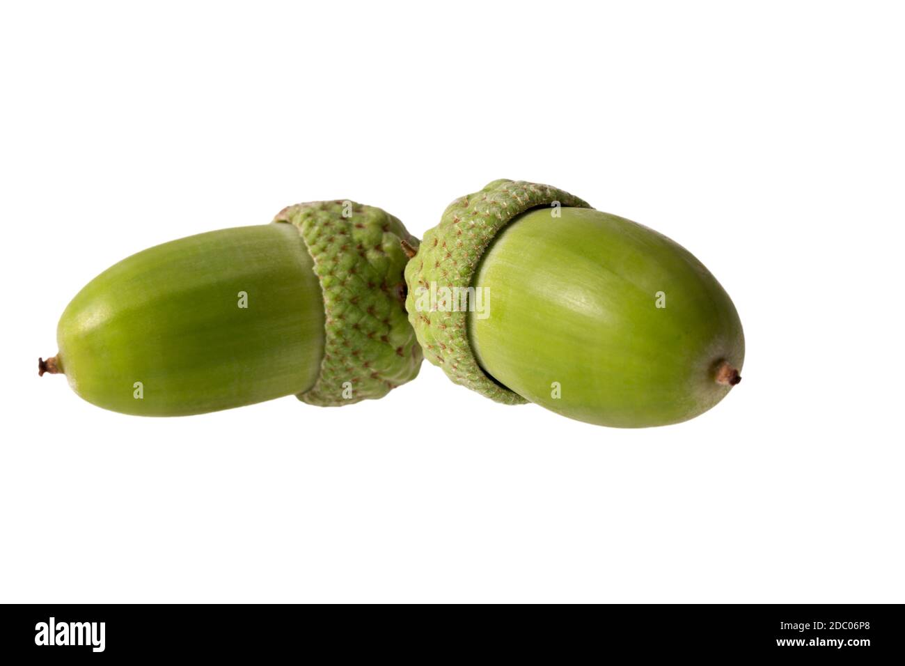 Autumn oak tree fruits, acorns isolated on white background, close up ...