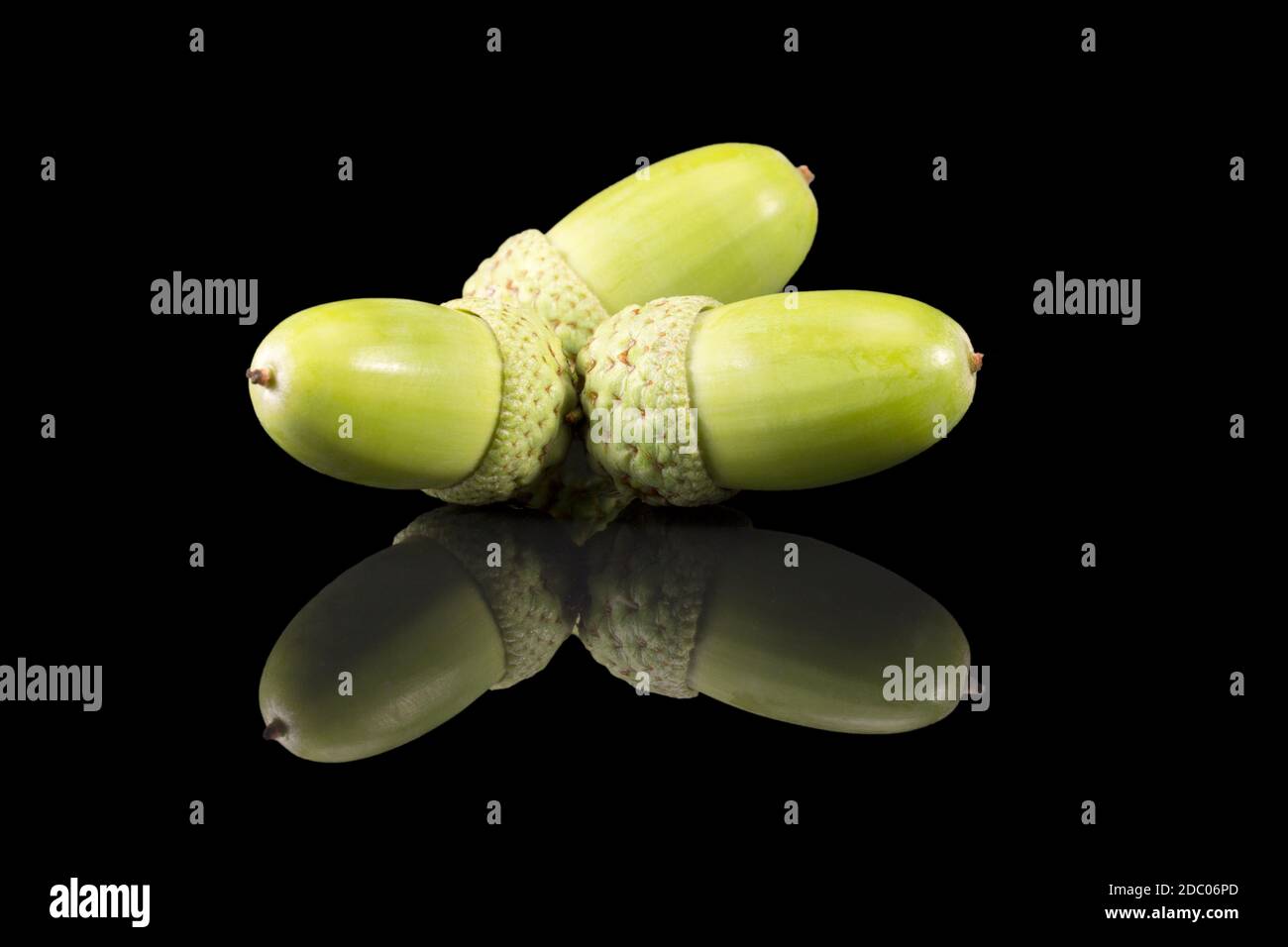 Autumn oak tree fruits, acorns isolated on black background, mirror ...