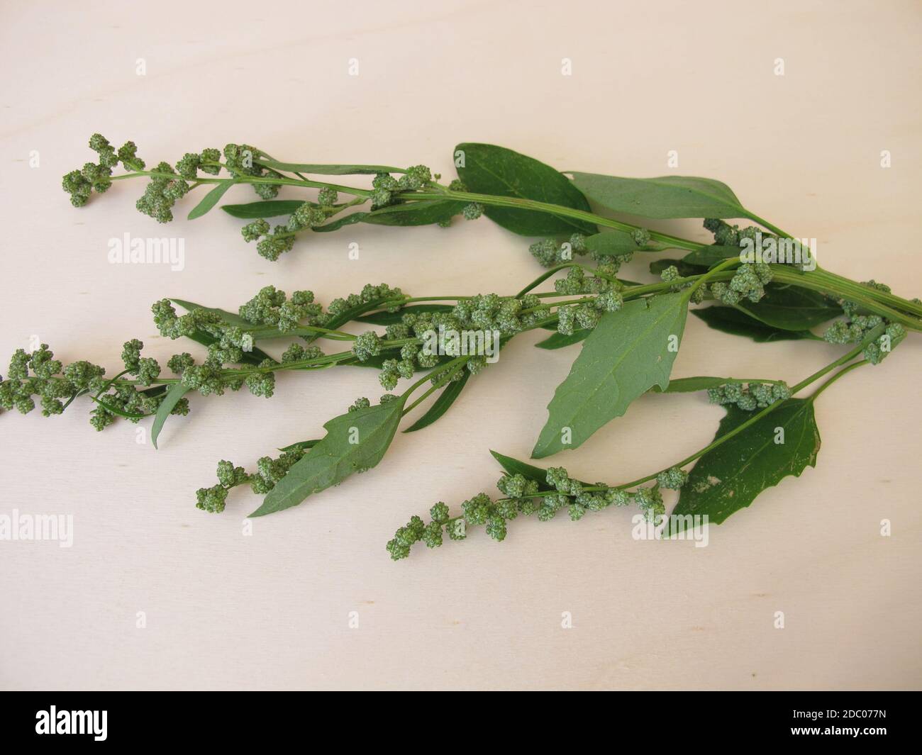 White goosefoot with seeds, Chenopodium album Stock Photo - Alamy