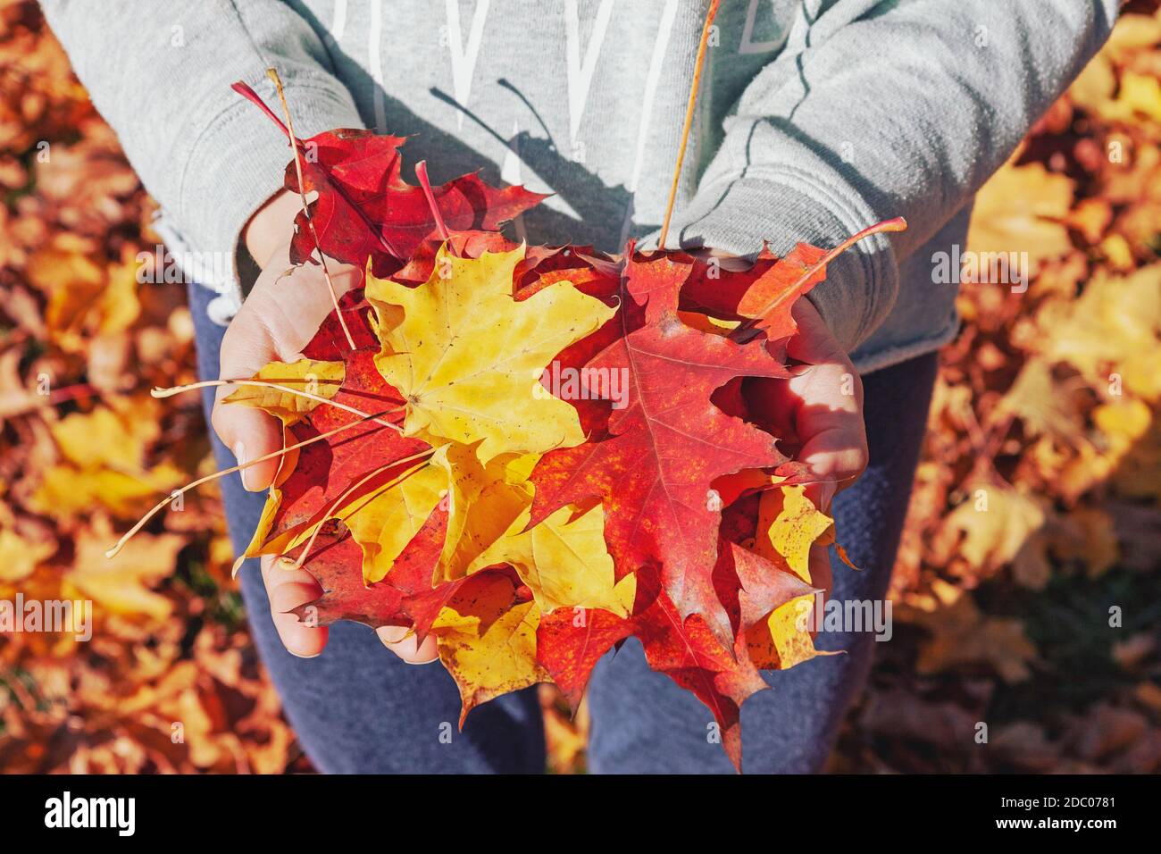 Human hands holding red and yellow tree leaves in autumn, closeup ...