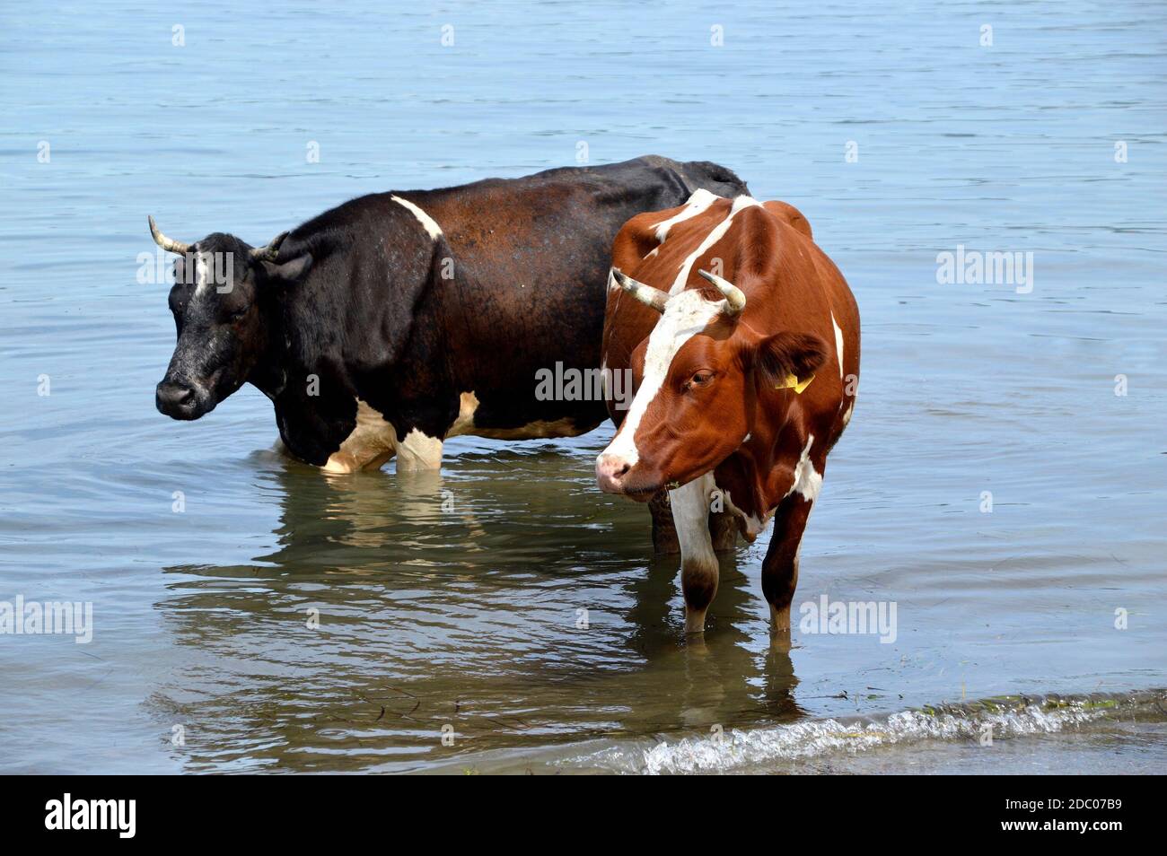 Two cows standing in sea water to escape the heat on a hot day. local ...