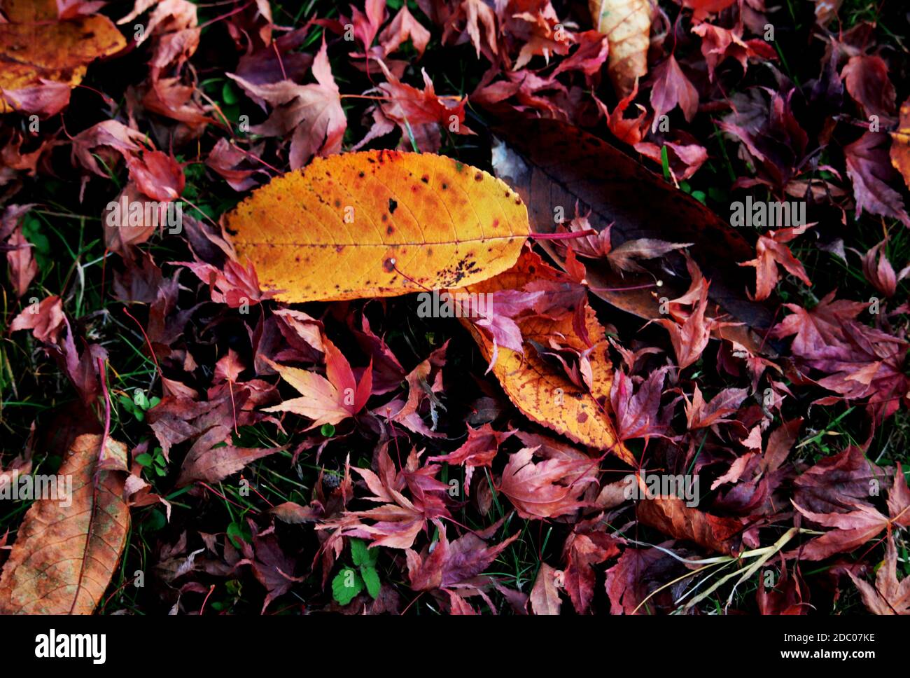 autumn leaves, stone texture, rosemary, white roses, heather, evergreen ...