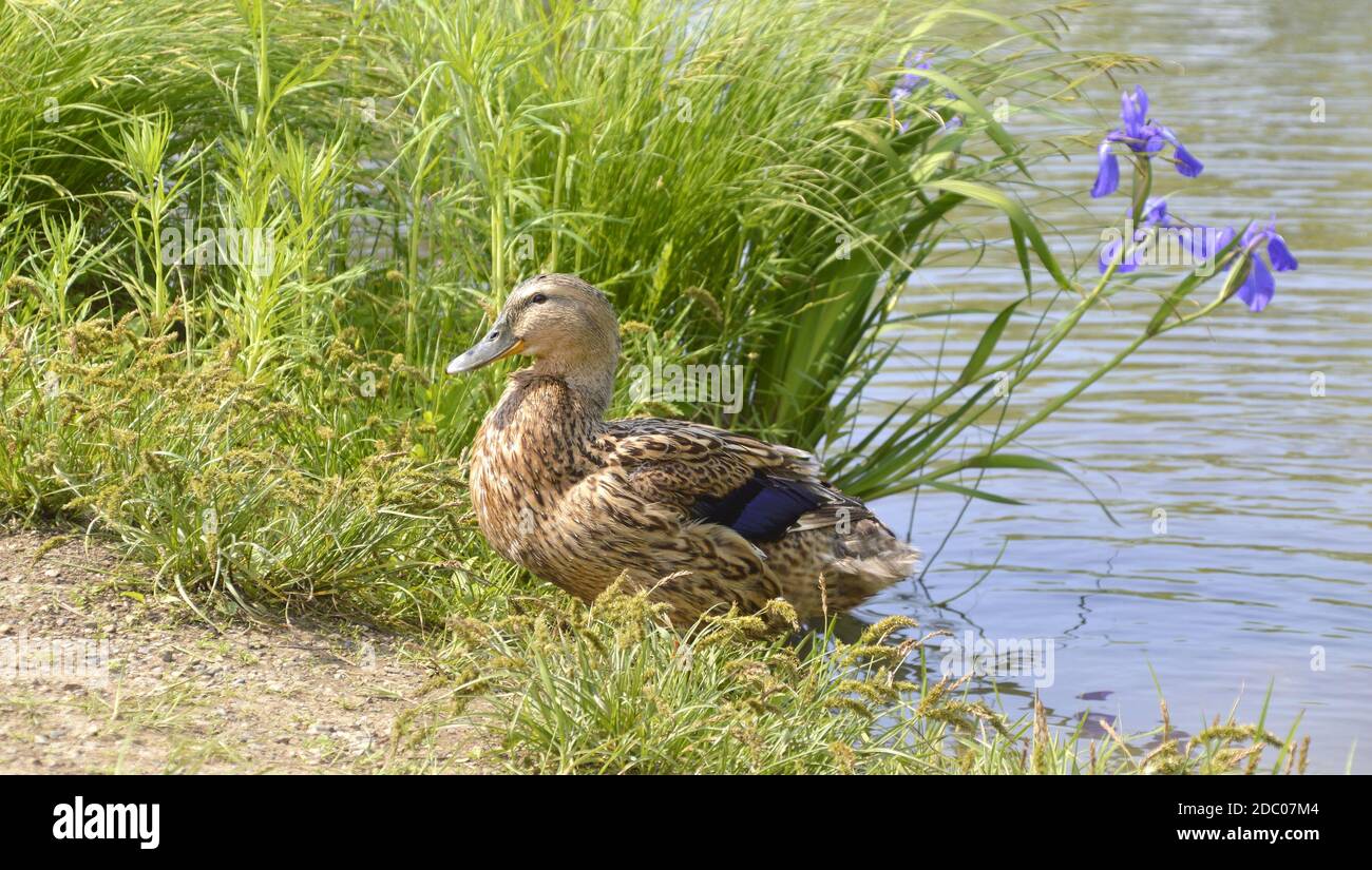 Mallard female (anas platyrhynchos) duck near pond and Iris flowers on ...
