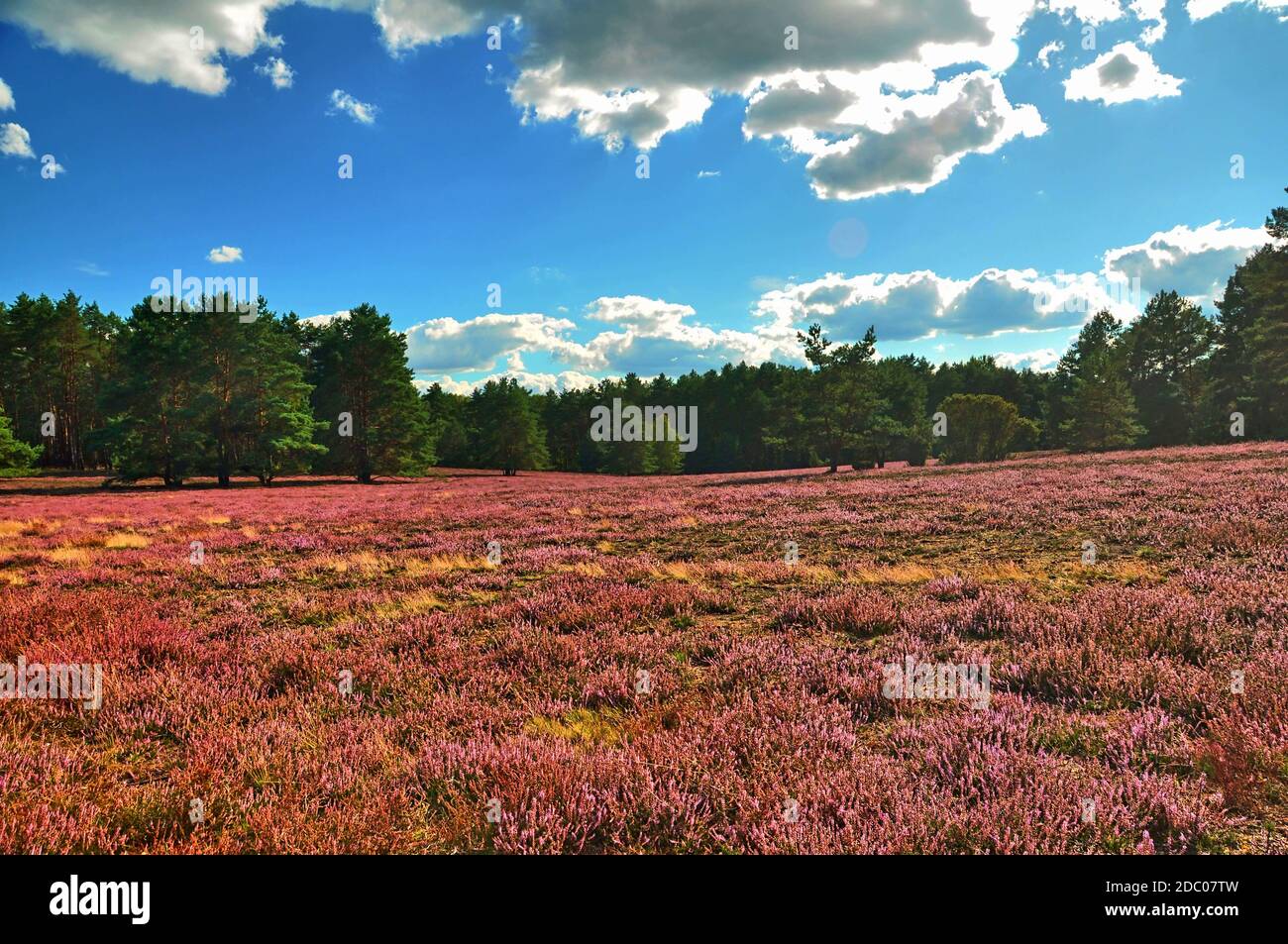 Heide land hi-res stock photography and images - Alamy