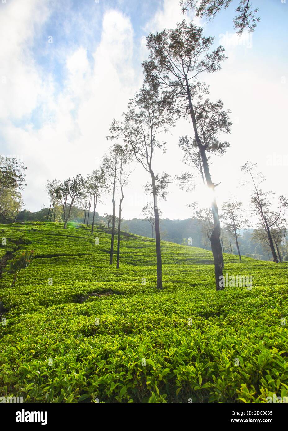 Tea gardens in Sri Lankan highland lit by morning backlight sun. Kandy ...