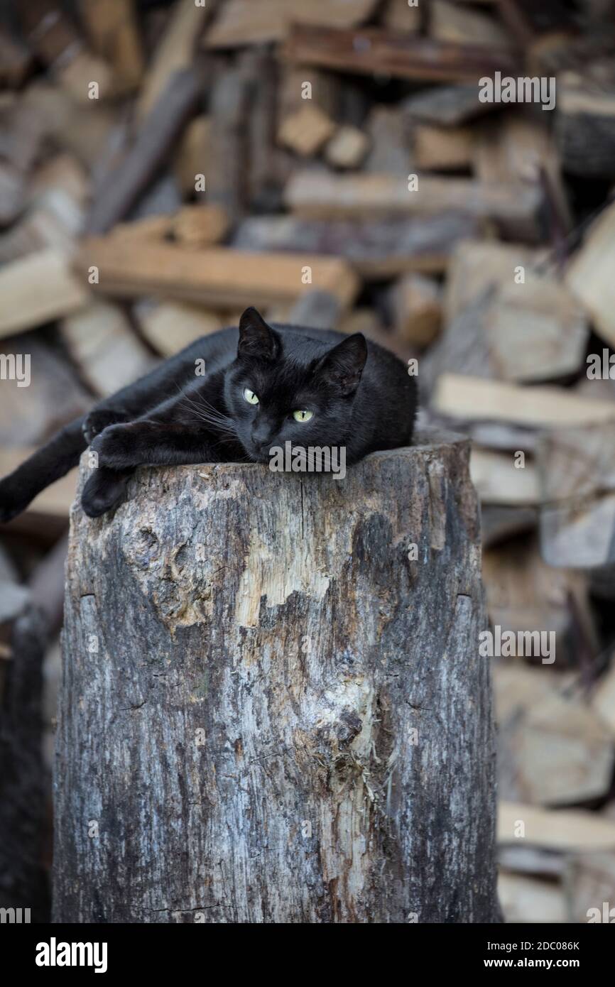Black cat relaxing on a wooden block in front of a stack of firewood ...
