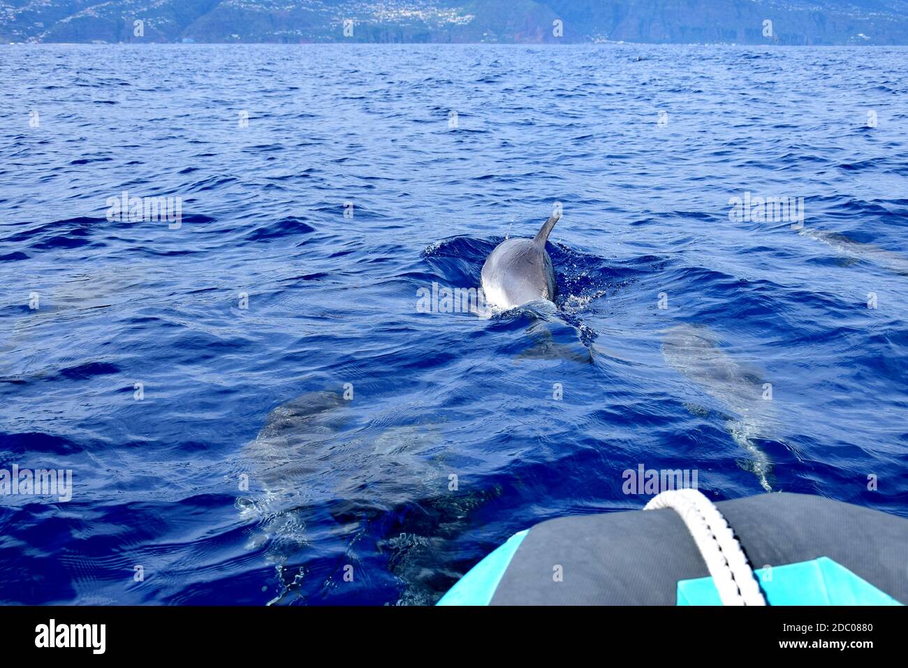 A pod of common dolphin (Delphinus delphis) in the atlantic ocean in front of a boat, most of ...