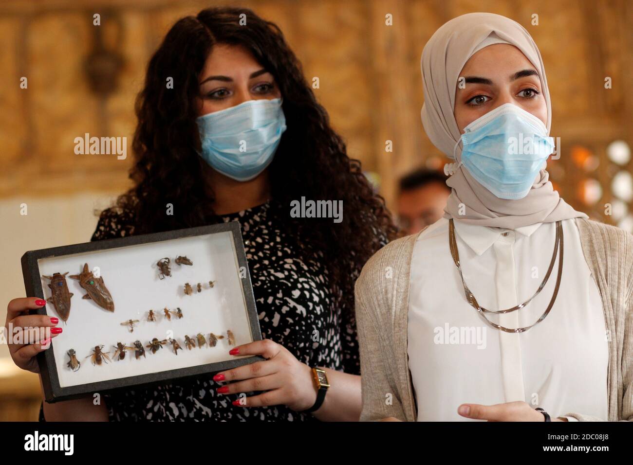 Mounted insects hi-res stock photography and images - Alamy