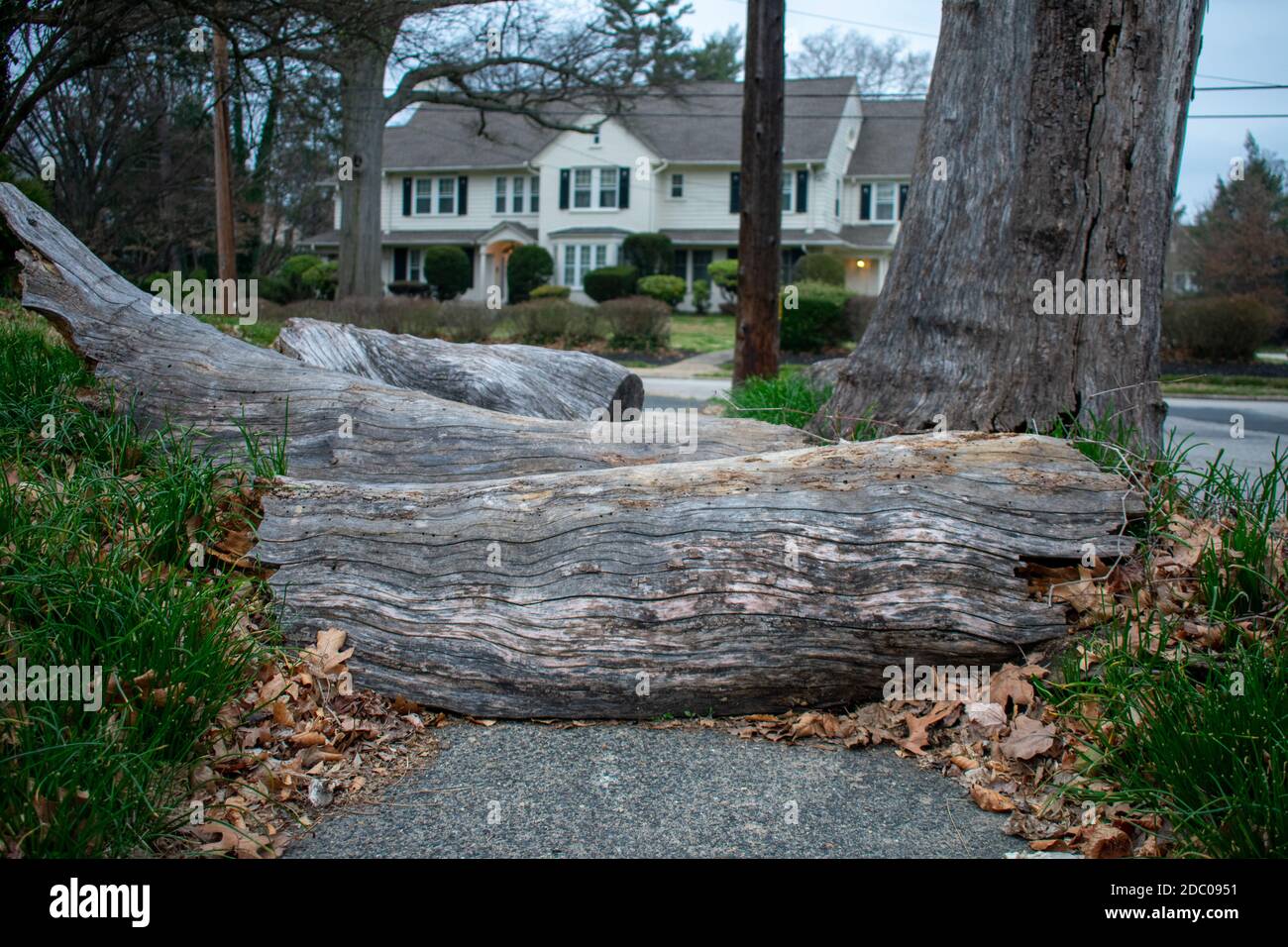 Tree Root Damage Sidewalk High Resolution Stock Photography and Images ...