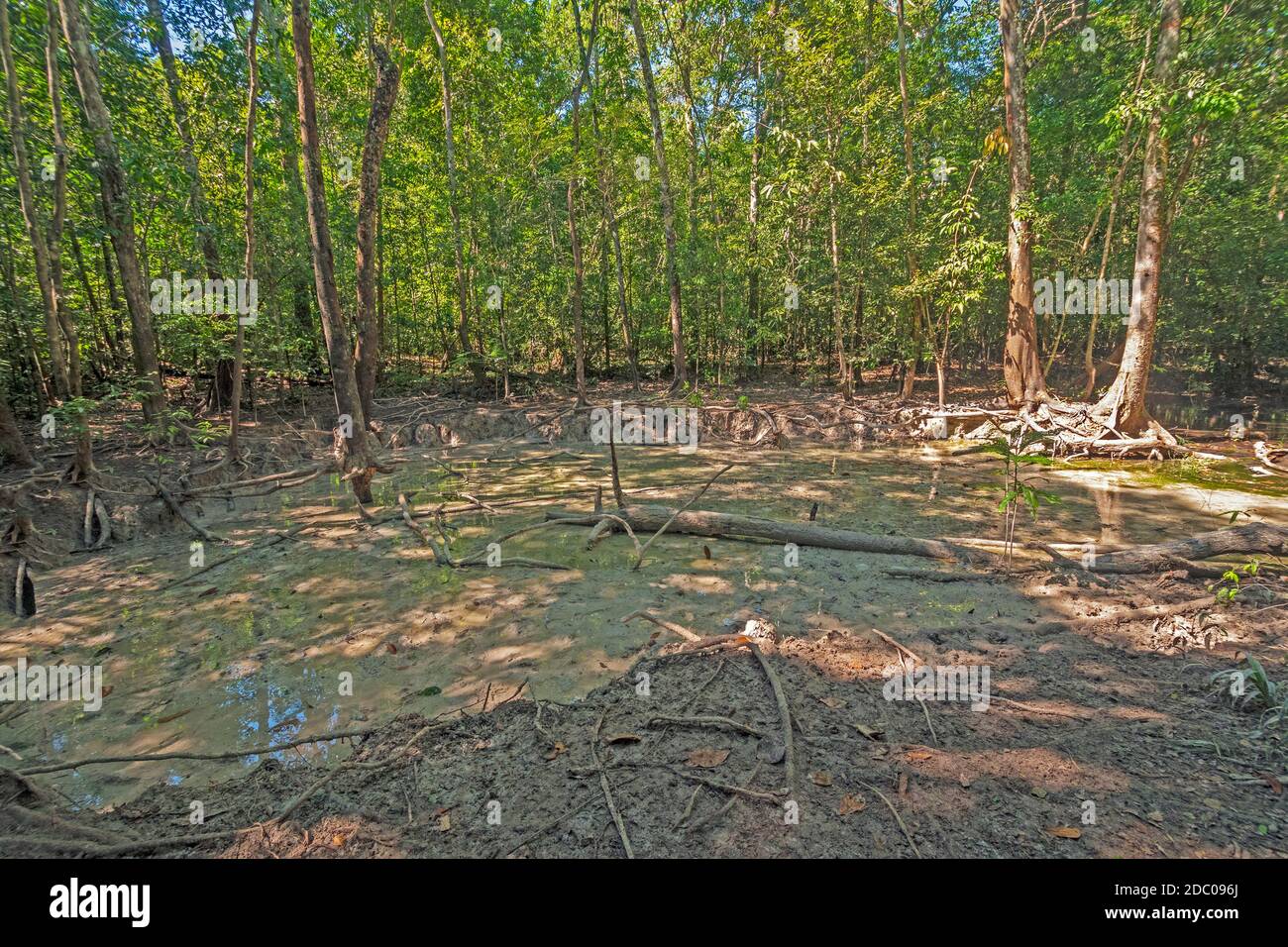 Natural Salt Lick Hidden in the Amazon Rainforest Near Alta Floresta ...