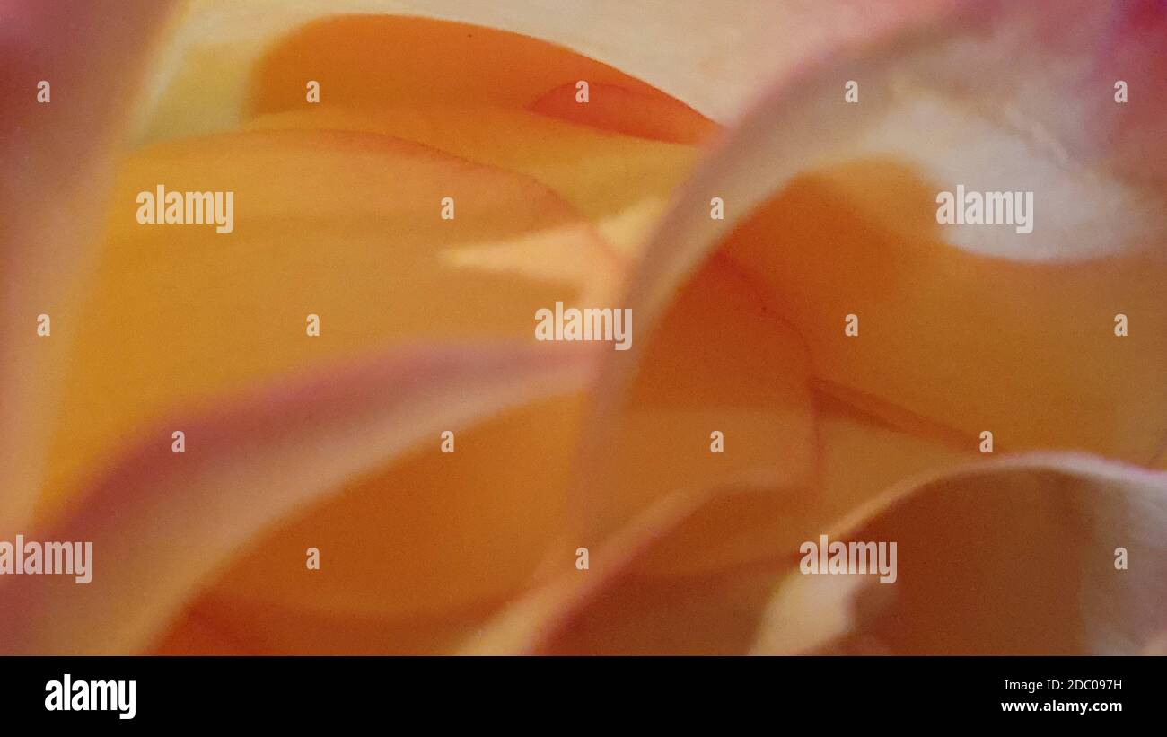 Rose petal abstract Stock Photo - Alamy
