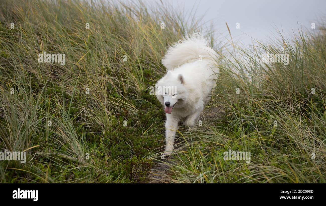 samoyed dog running on the coast Stock Photo - Alamy