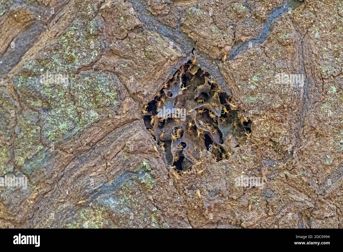 Termites Repairing a Break in their Nest in the Amazon Rain Forest near ...
