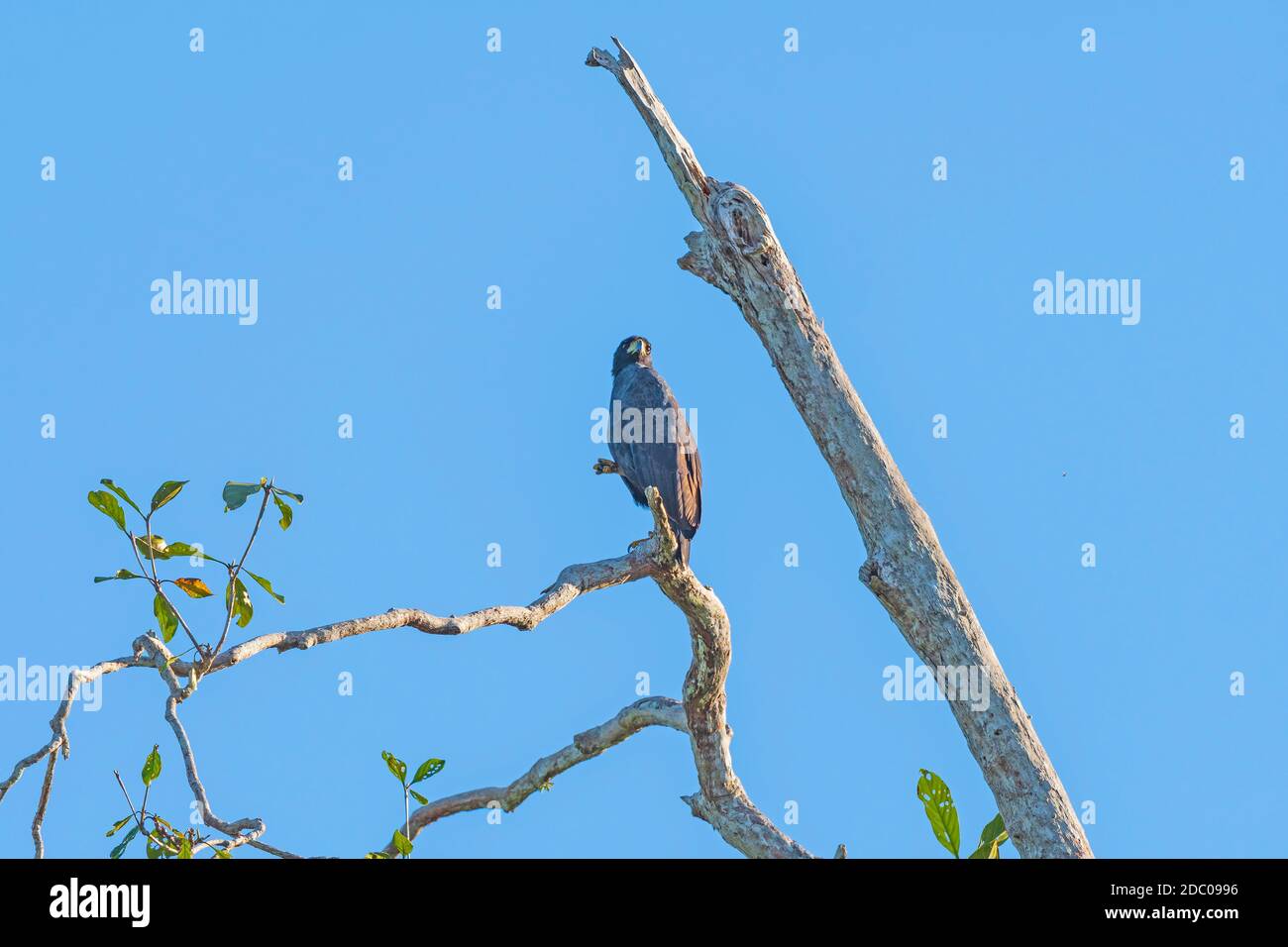 Great Black Hawk Perched in a Dead Tree in the Amazon Rainforest near ...