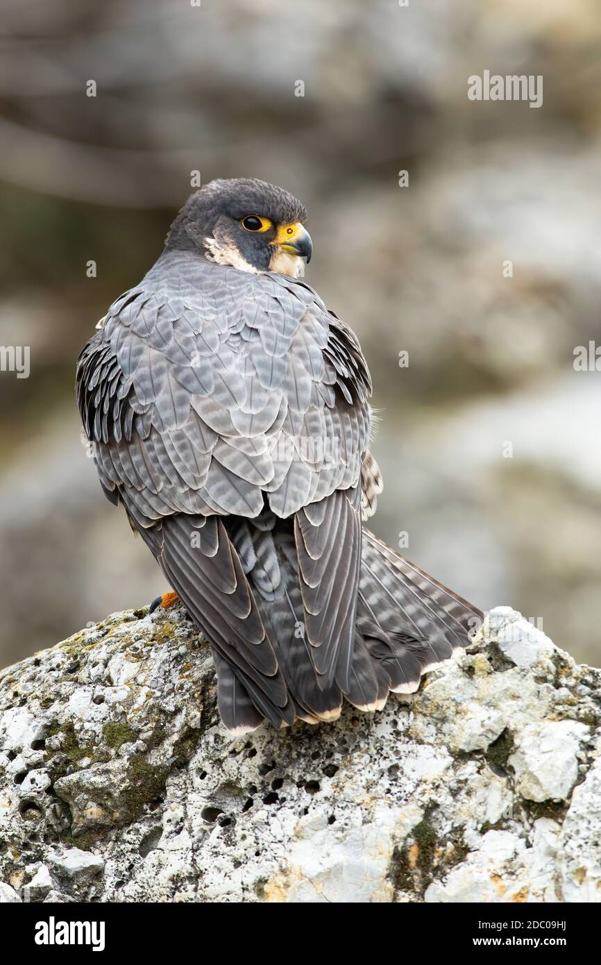 Peregrine falcon looking at camera hi-res stock photography and images ...