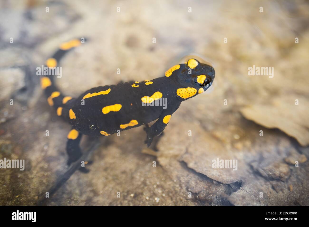 Dangerous fire salamander, salamandra salamandra, sitting in water in ...