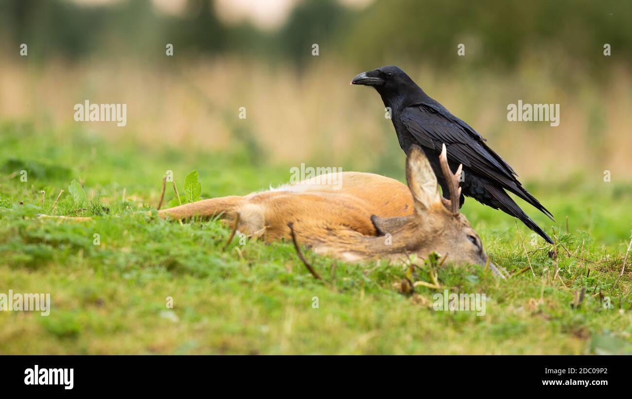 Common raven, corvus corax, feeding on a dead roe deer, capreolus ...