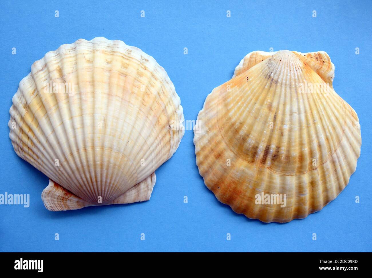 Japanese sea scallop seashells on a blue background. close-up Stock ...