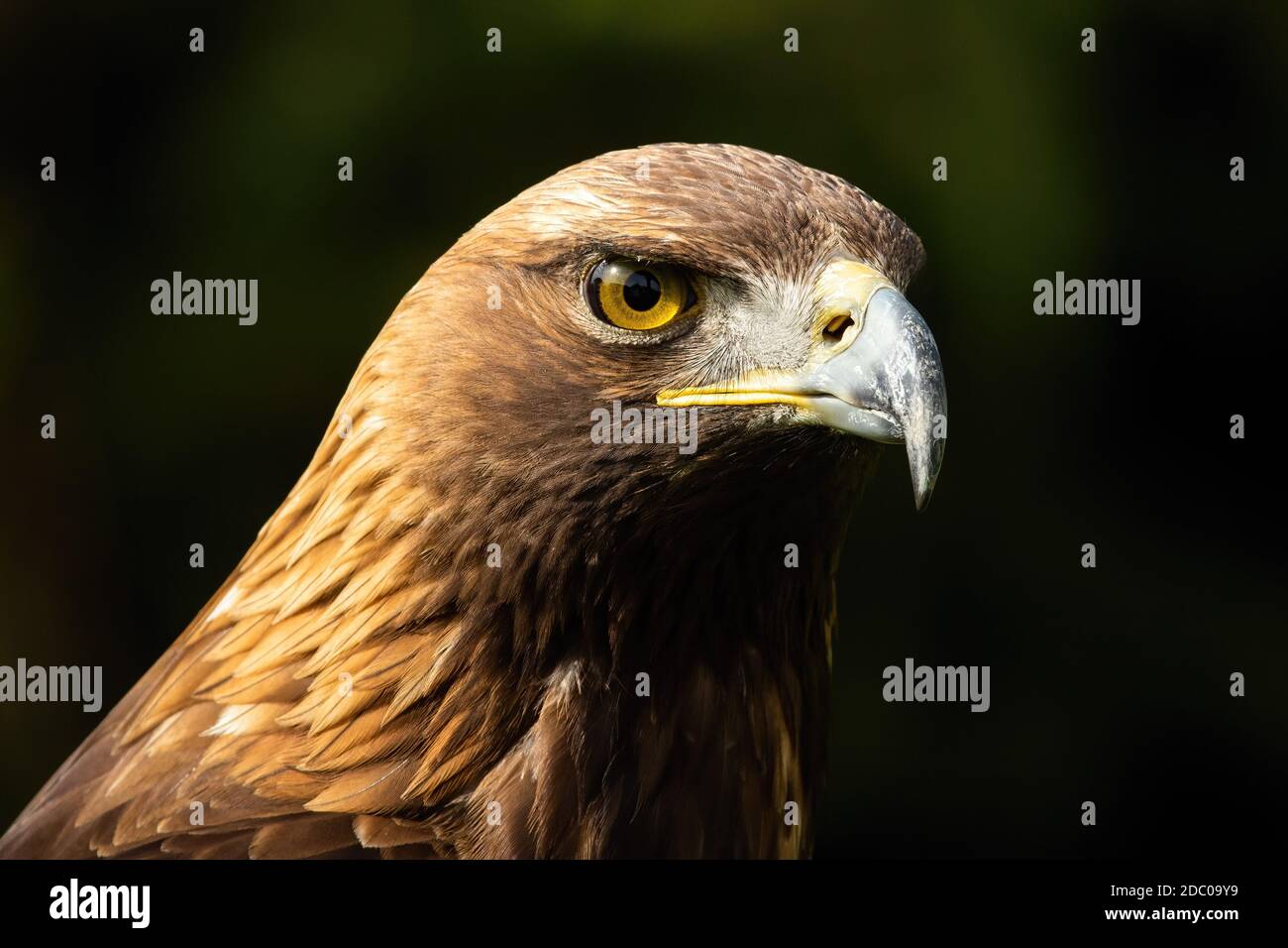 Majestic golden eagle, aquila chrysaetos, looking in nature in close-up ...